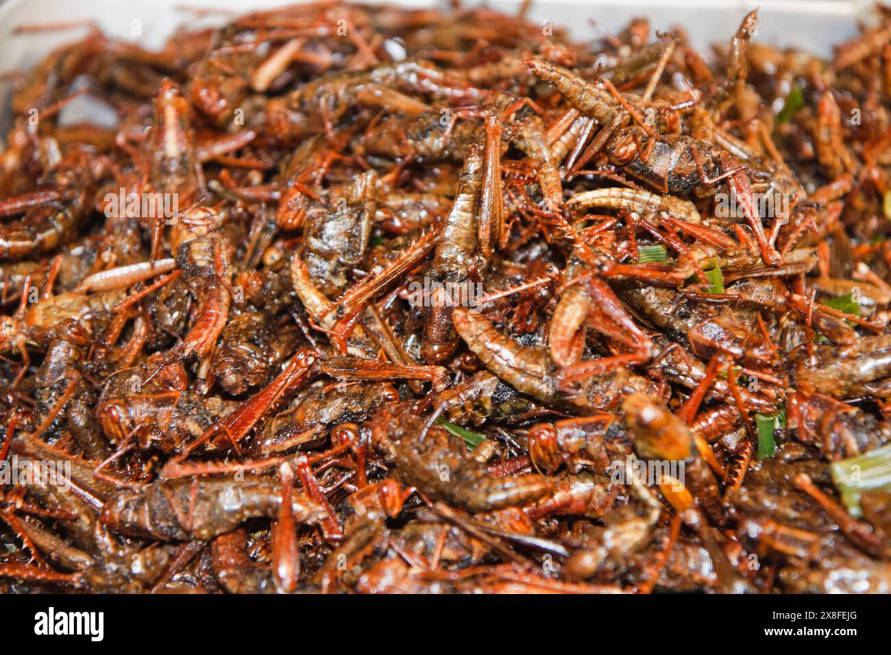 Fried cockroach thailand hi-res stock photography and images - Alamy