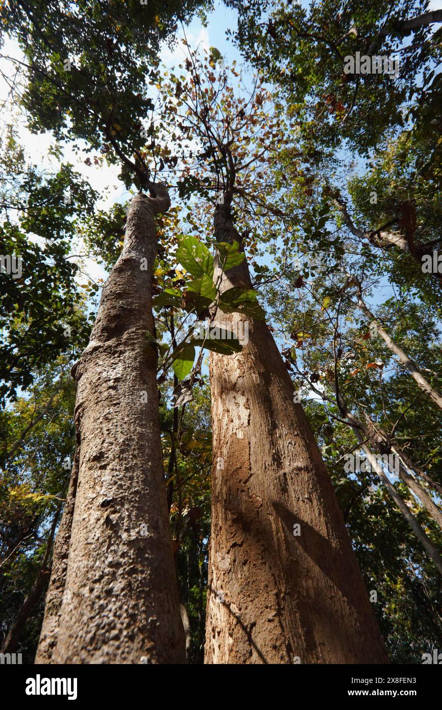 Thailand, Chang Mai, Sankhampang Hot Springs, Teak trees Stock Photo ...