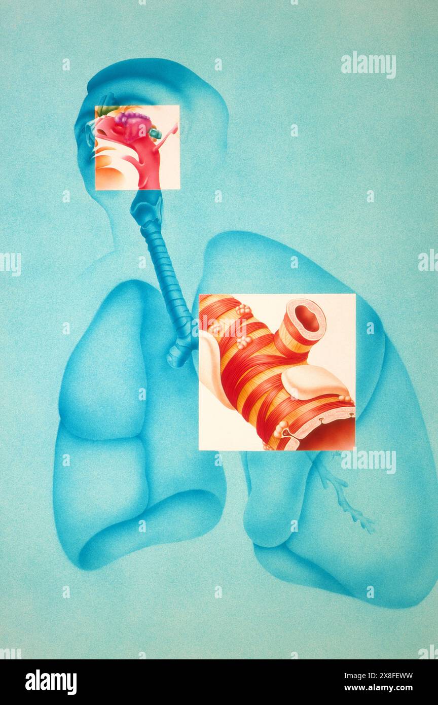 Respiratory track with cross-section of a bronchus. BRONCHUS, DRAWING ...