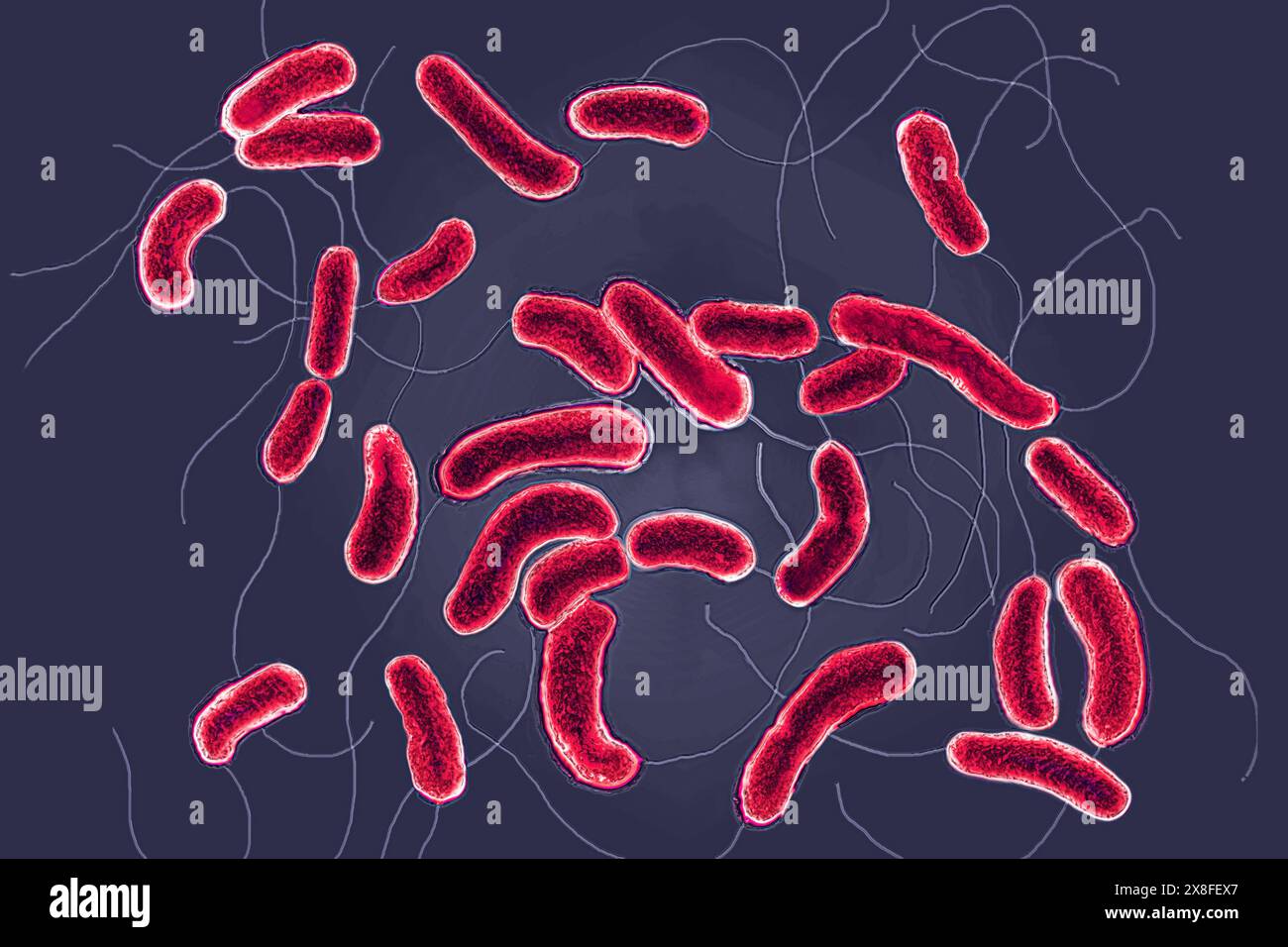 Cholera Bacteria Shape Vibrio Cholerae Bacteria Illustration Bacterium