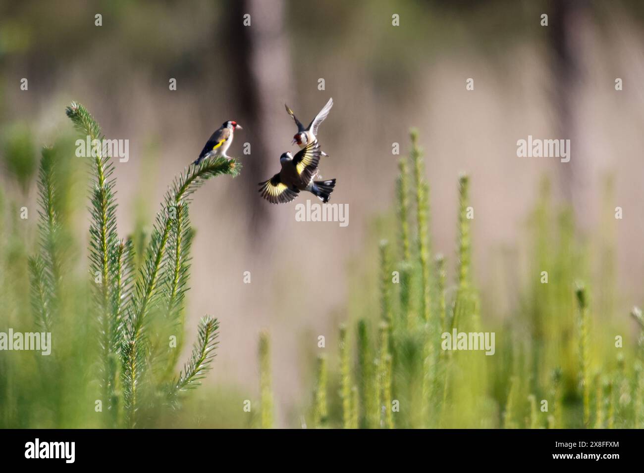 Thursley Common, Elstead. 25th May 2024. A beautiful start to the day ...