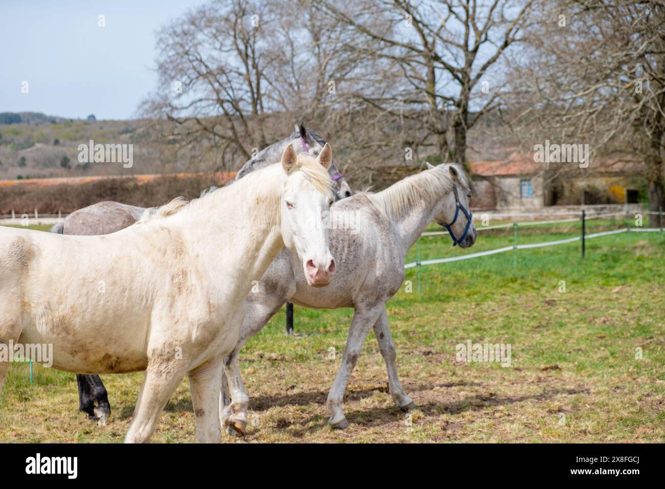 Three horses in a ranch hi-res stock photography and images - Alamy
