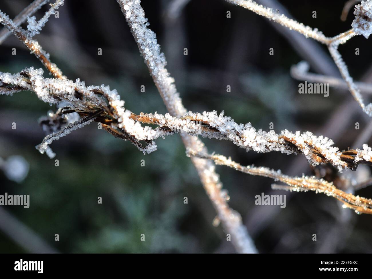 Backdrop of twisted branches hi-res stock photography and images - Alamy
