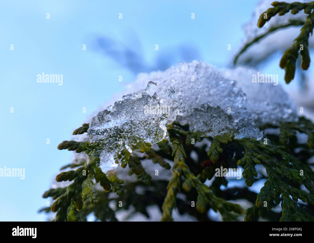 Frosy plant hi-res stock photography and images - Alamy