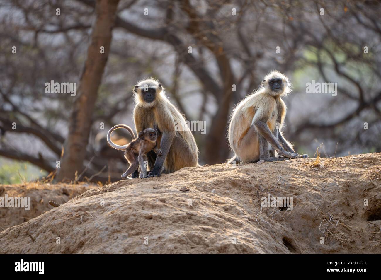 Grey Langurs in India Stock Photo - Alamy