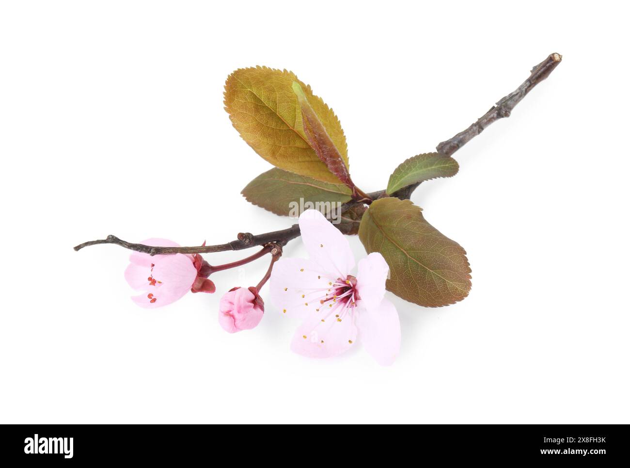 Tree branch with beautiful blossoms isolated on white. Spring season ...