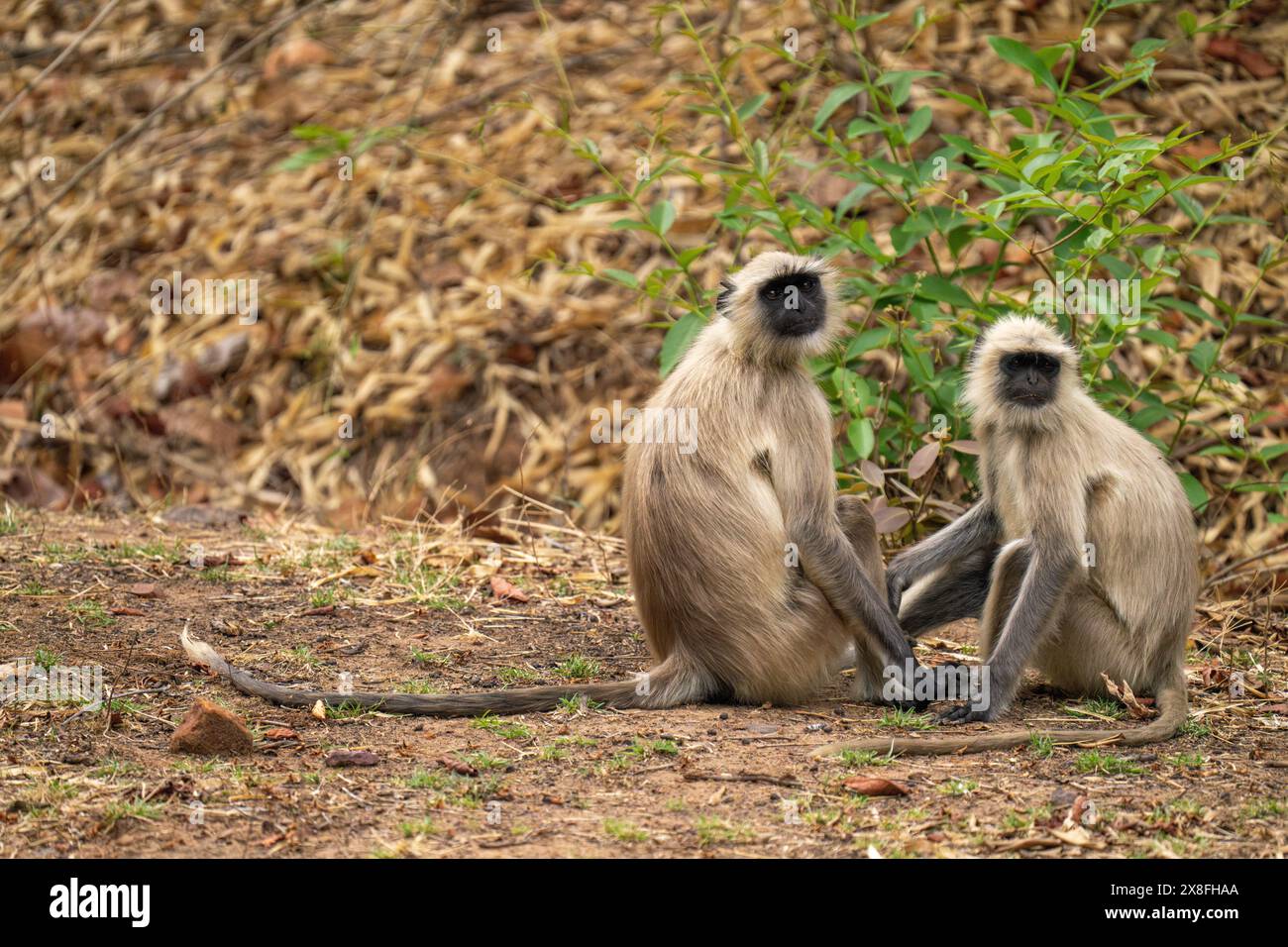 Grey Langurs in India Stock Photo - Alamy