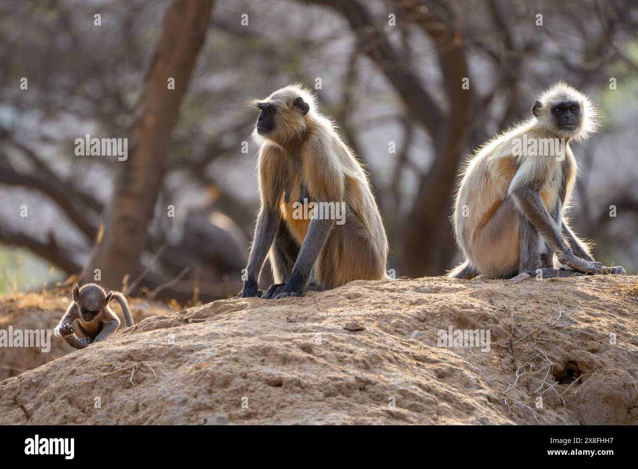 Grey Langurs in India Stock Photo - Alamy