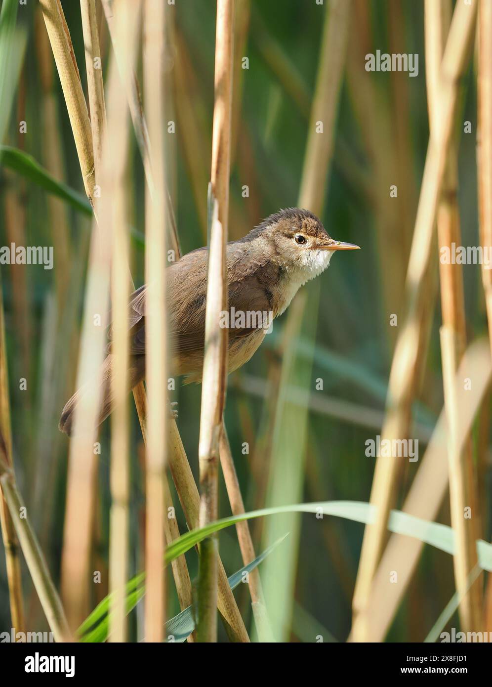 The local reed warblers are still collecting nest material, but some ...
