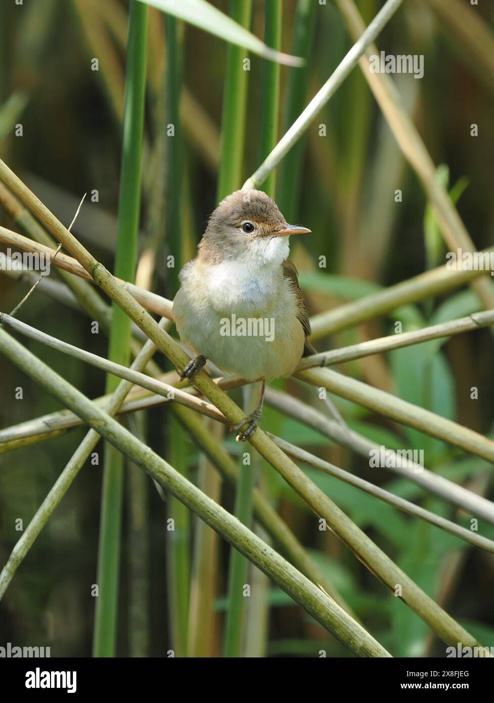 The local reed warblers are still collecting nest material, but some ...