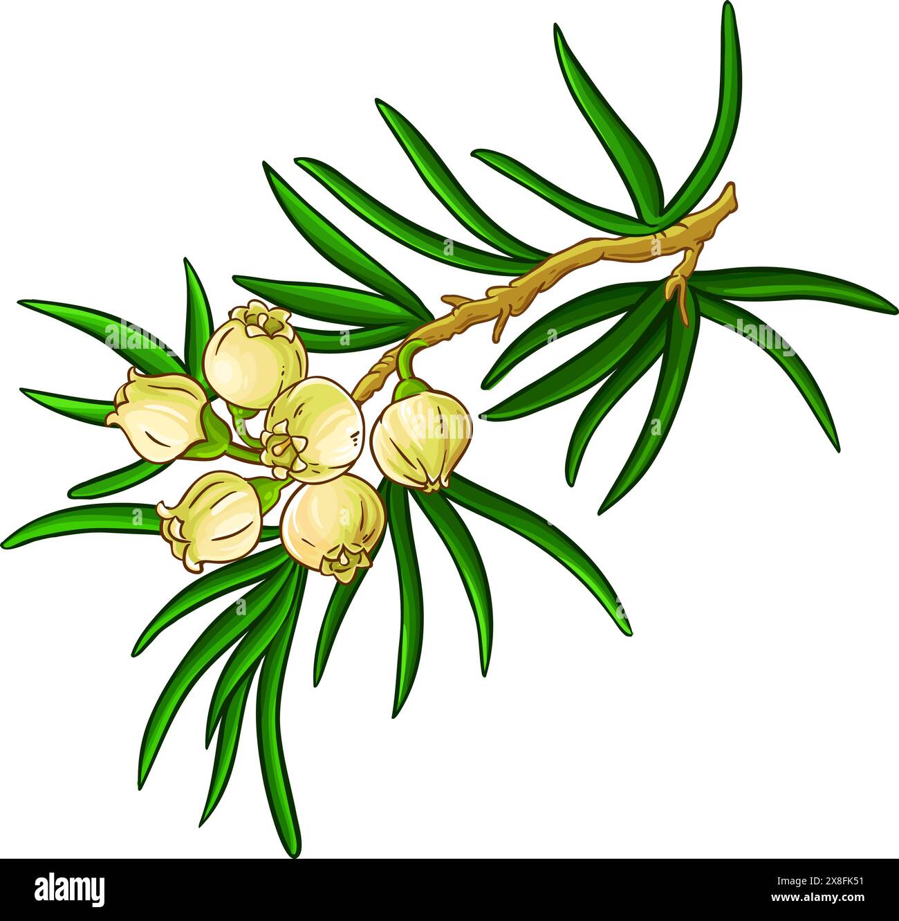 Juniper Branch Colored Detailed Illustration Stock Vector Image & Art ... Juniper Branch Colored Detailed Illustration Stock Vector Image & Art ...