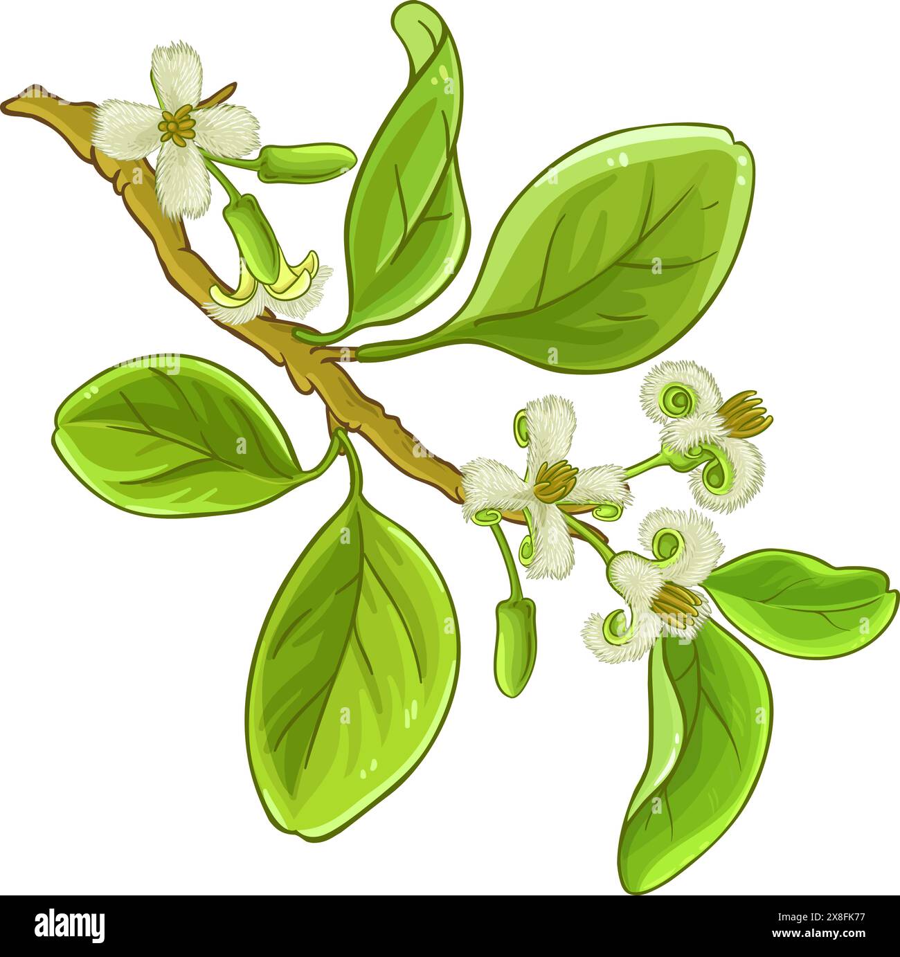 Ximenia Branch Colored Detailed Illustration Stock Vector Image & Art ...