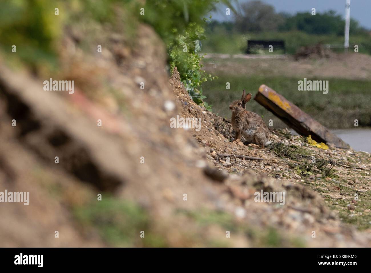Rabbits are unearthing crisp packets and other plastic rubbish from the ...