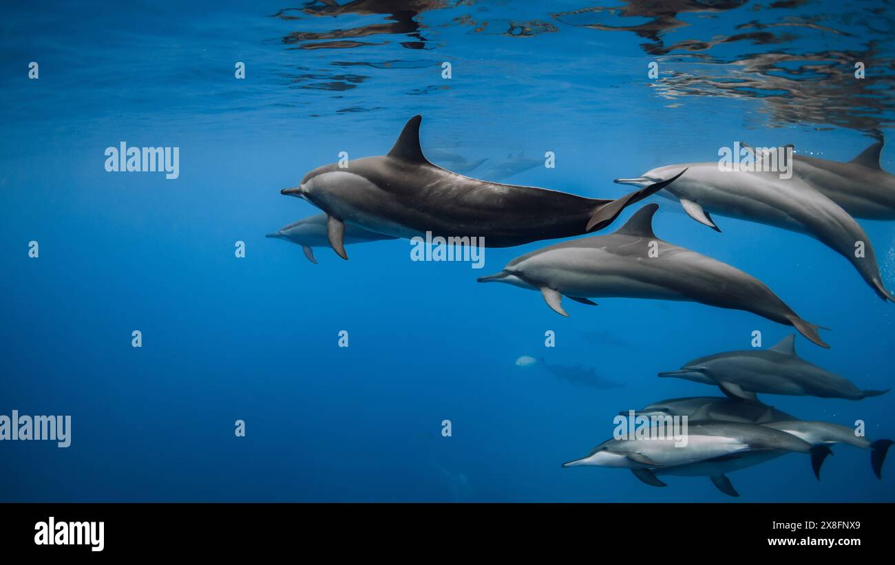 Dolphins pod playing and swims underwater in blue sea. Dolphins family ...