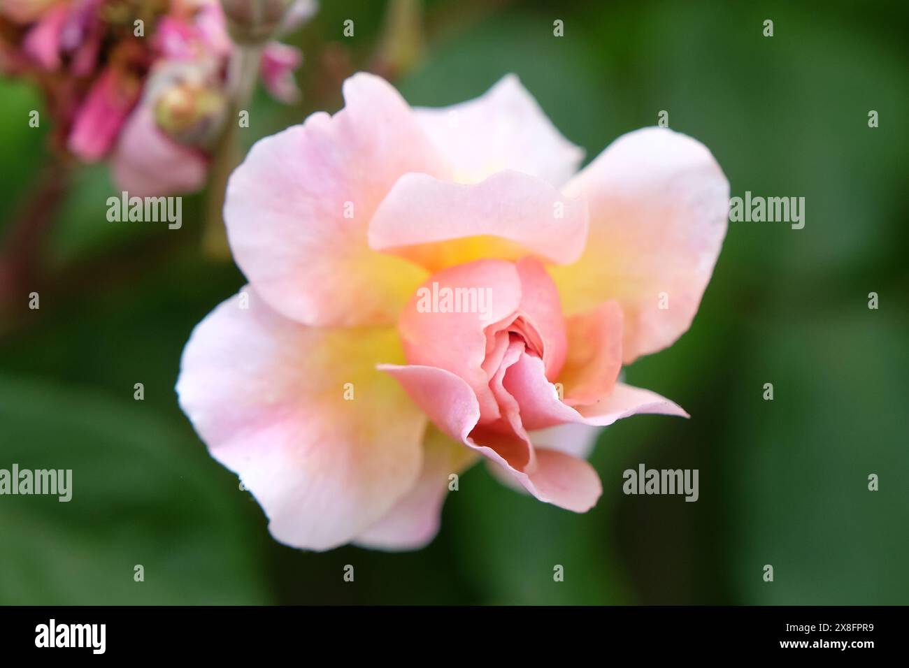 Pale pink and peach shrub rose, rosa ‘Cornelia’ in flower Stock Photo ...
