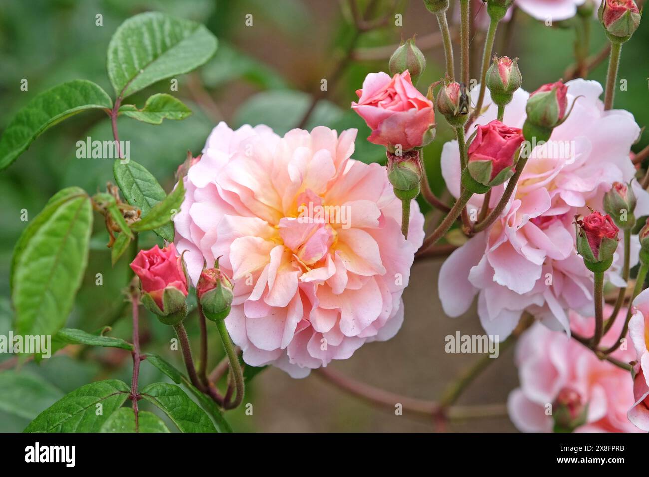 Cornelia rose hi-res stock photography and images - Alamy