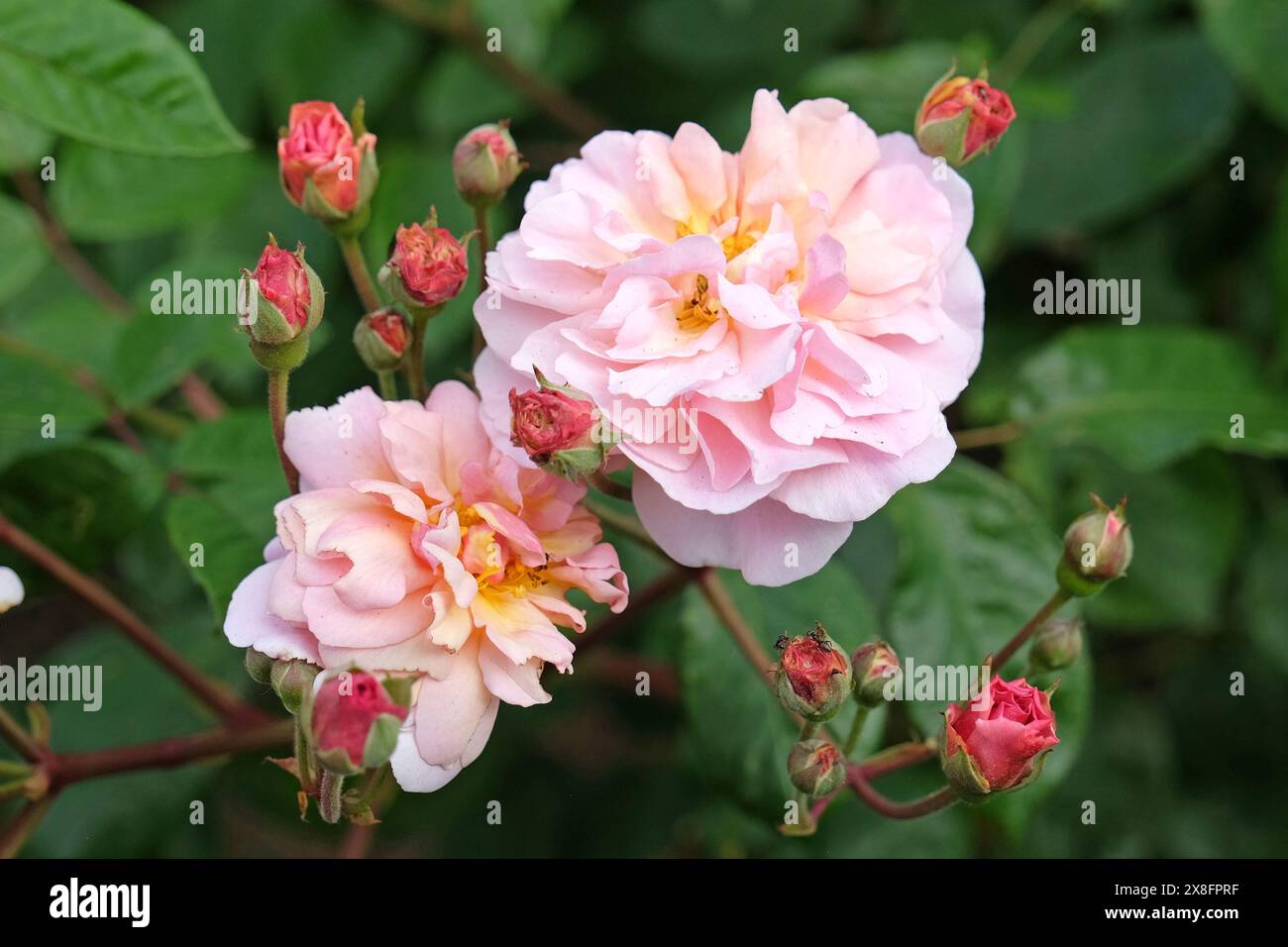 Pale pink and peach shrub rose, rosa ‘Cornelia’ in flower Stock Photo ...