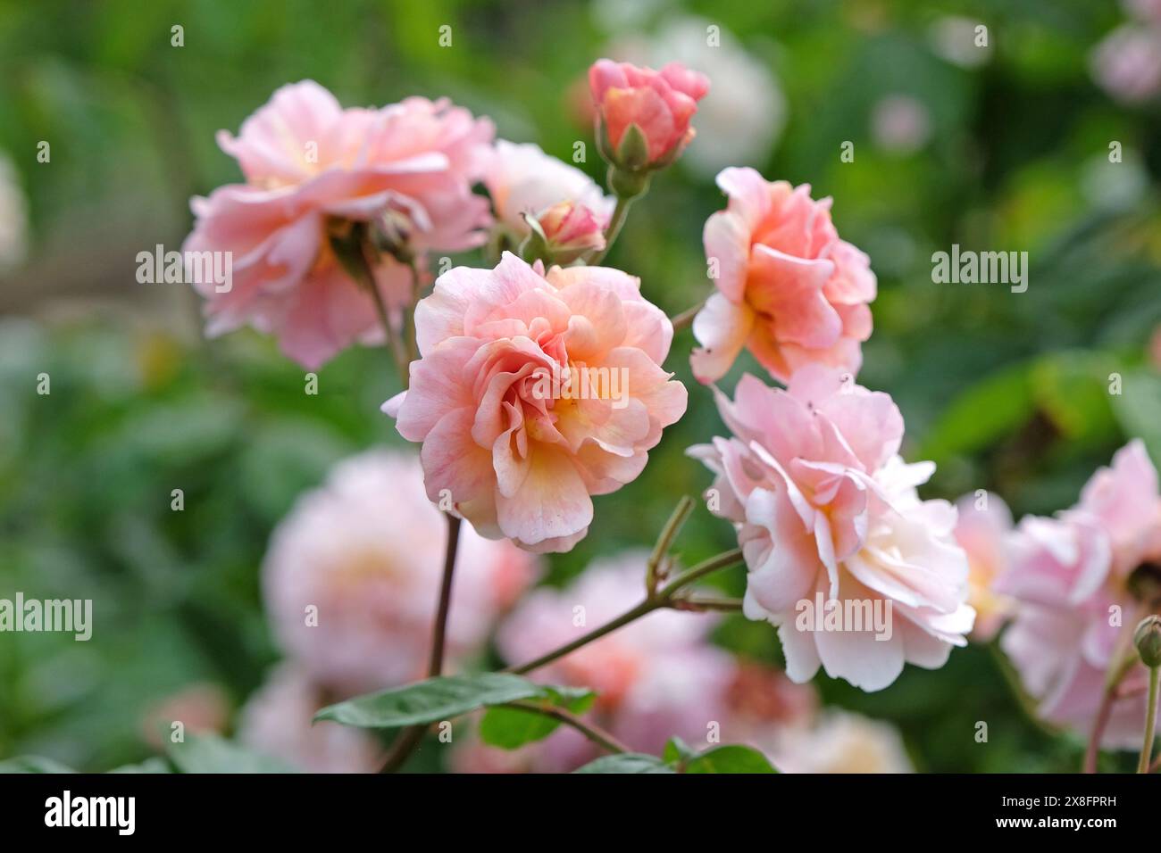Pale pink and peach shrub rose, rosa ‘Cornelia’ in flower Stock Photo ...
