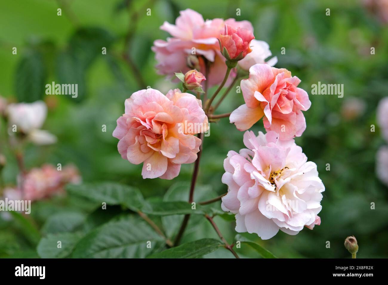 Rosa cornelia rose hi-res stock photography and images - Alamy