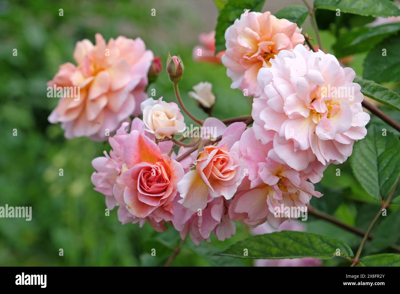 Rosa cornelia rose hi-res stock photography and images - Alamy