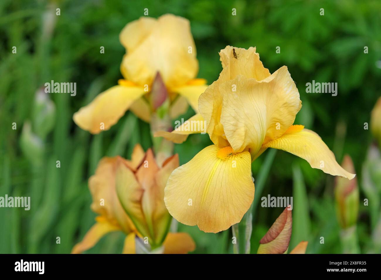 Yellow and cream bearded iris ‘Cream Cockatoo’ in flower Stock Photo ...