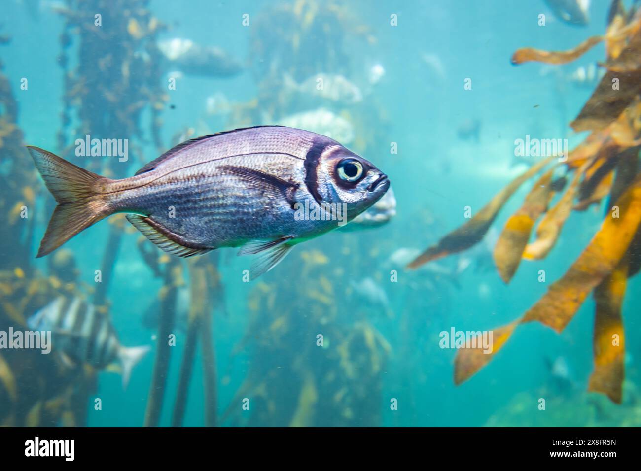 Red sea seabream hi-res stock photography and images - Alamy
