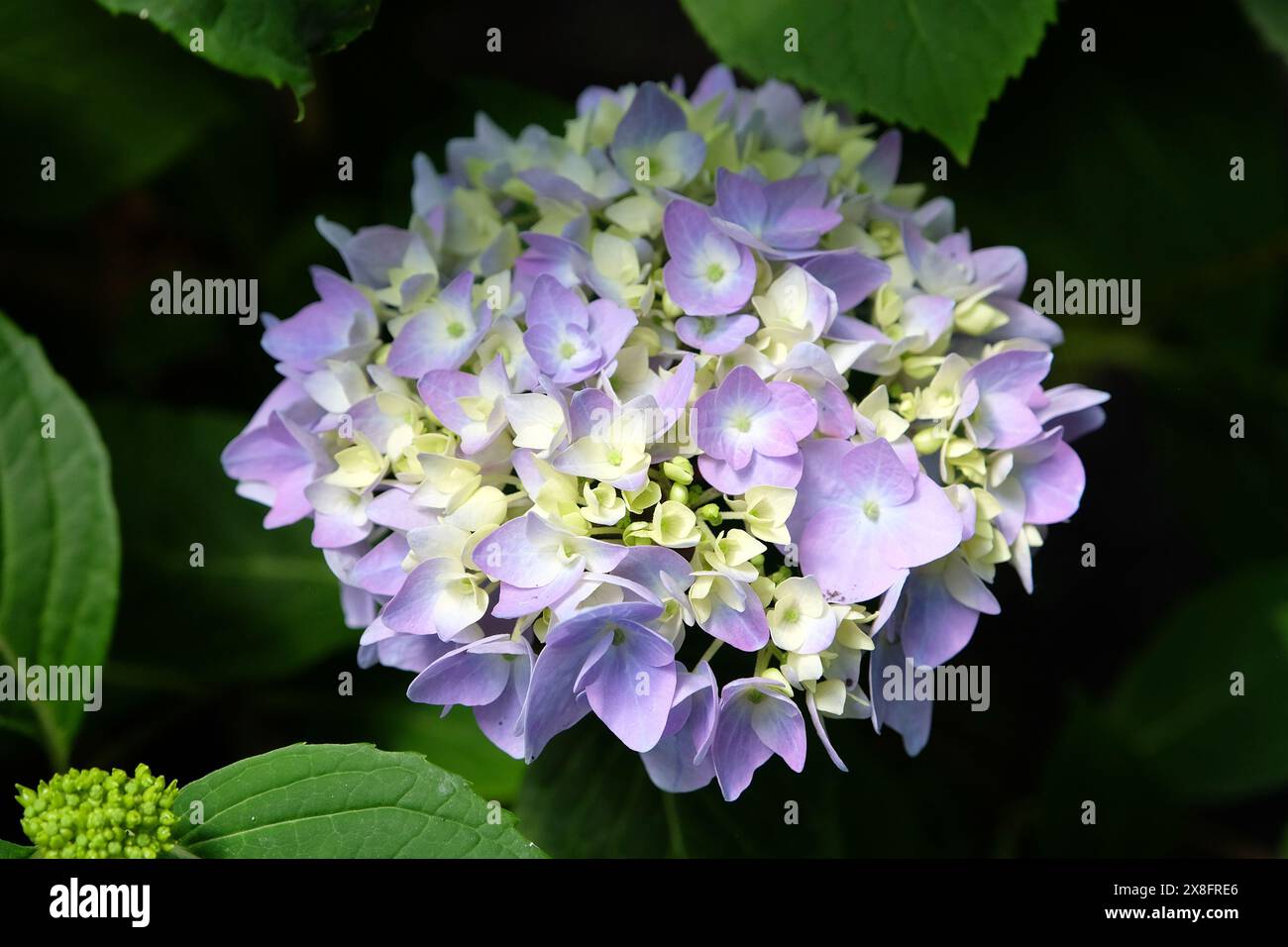 Purple Mophead Hydrangea macrophylla ‘Endless Summer’ in flower Stock ...