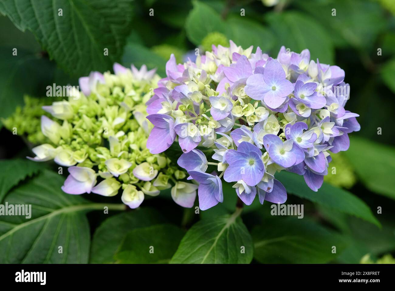 Purple Mophead Hydrangea macrophylla ‘Endless Summer’ in flower Stock ...