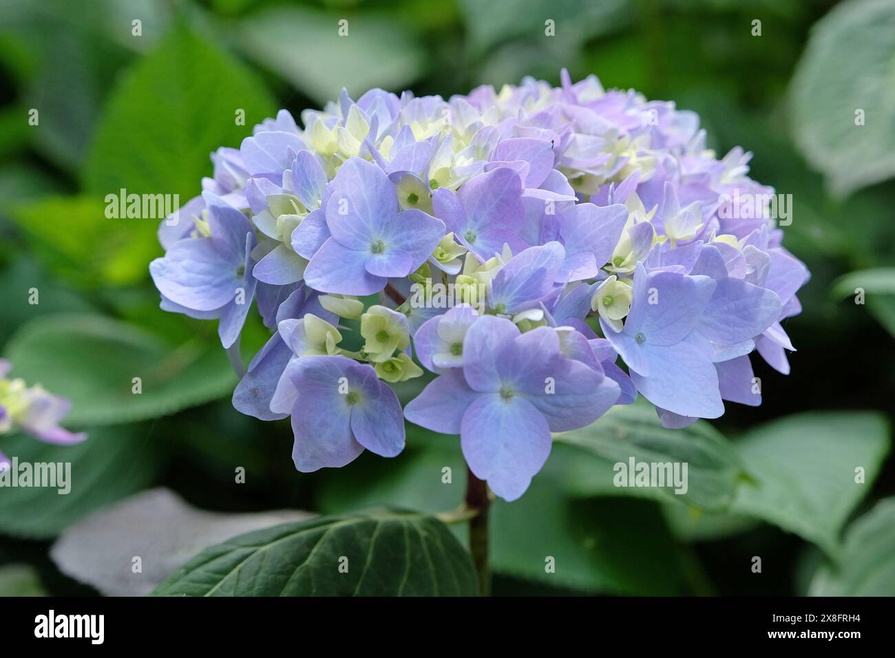 Blue Mophead Hydrangea macrophylla ‘Endless Summer’ in flower Stock ...