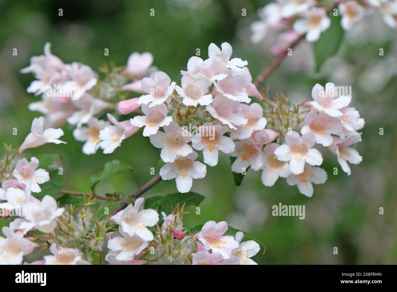 White Kolkwitzia amabilis, Beauty Bush in flower Stock Photo - Alamy