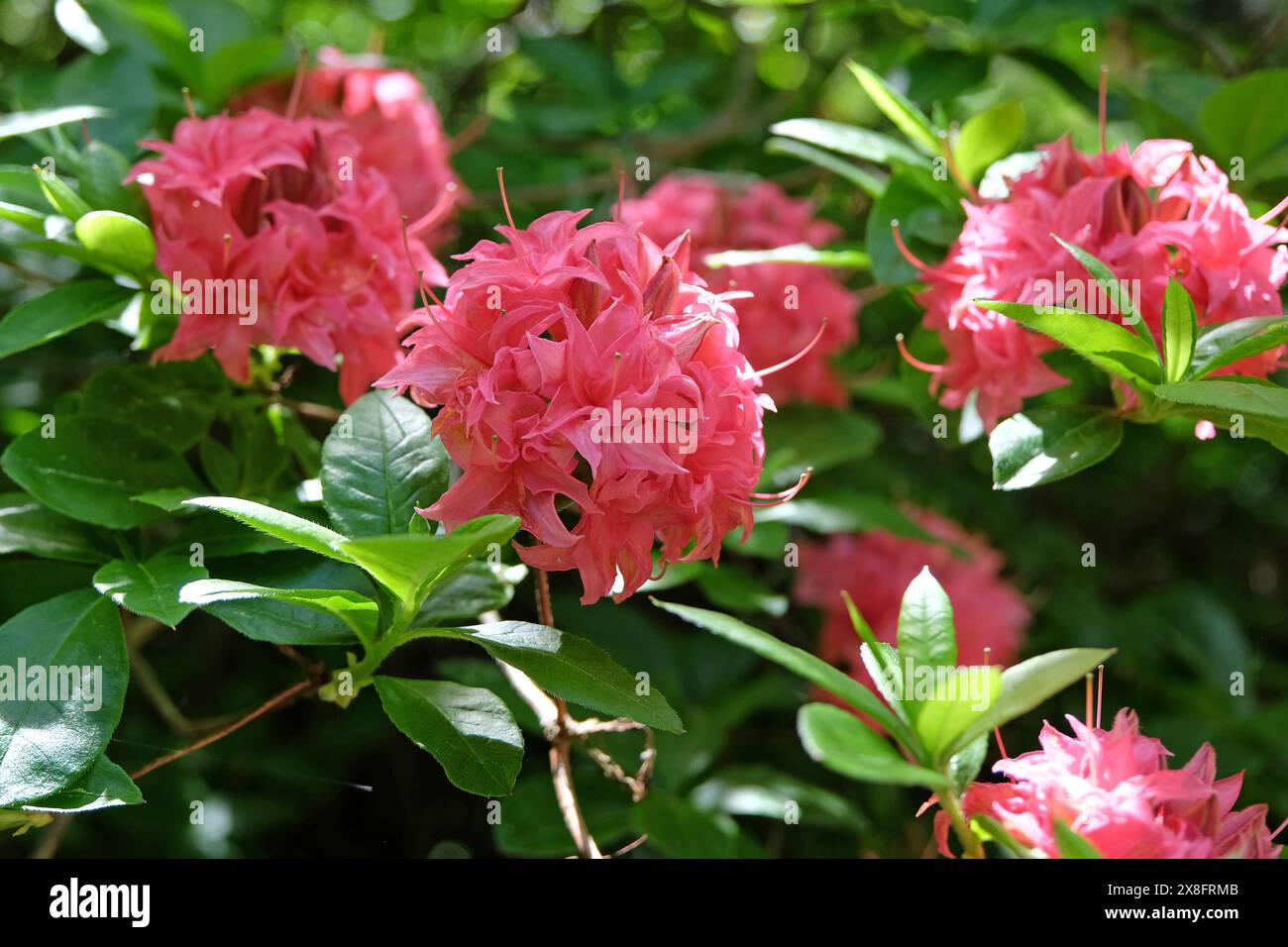 Bright pink Rhododendron ‘Homebush’ in flower Stock Photo - Alamy