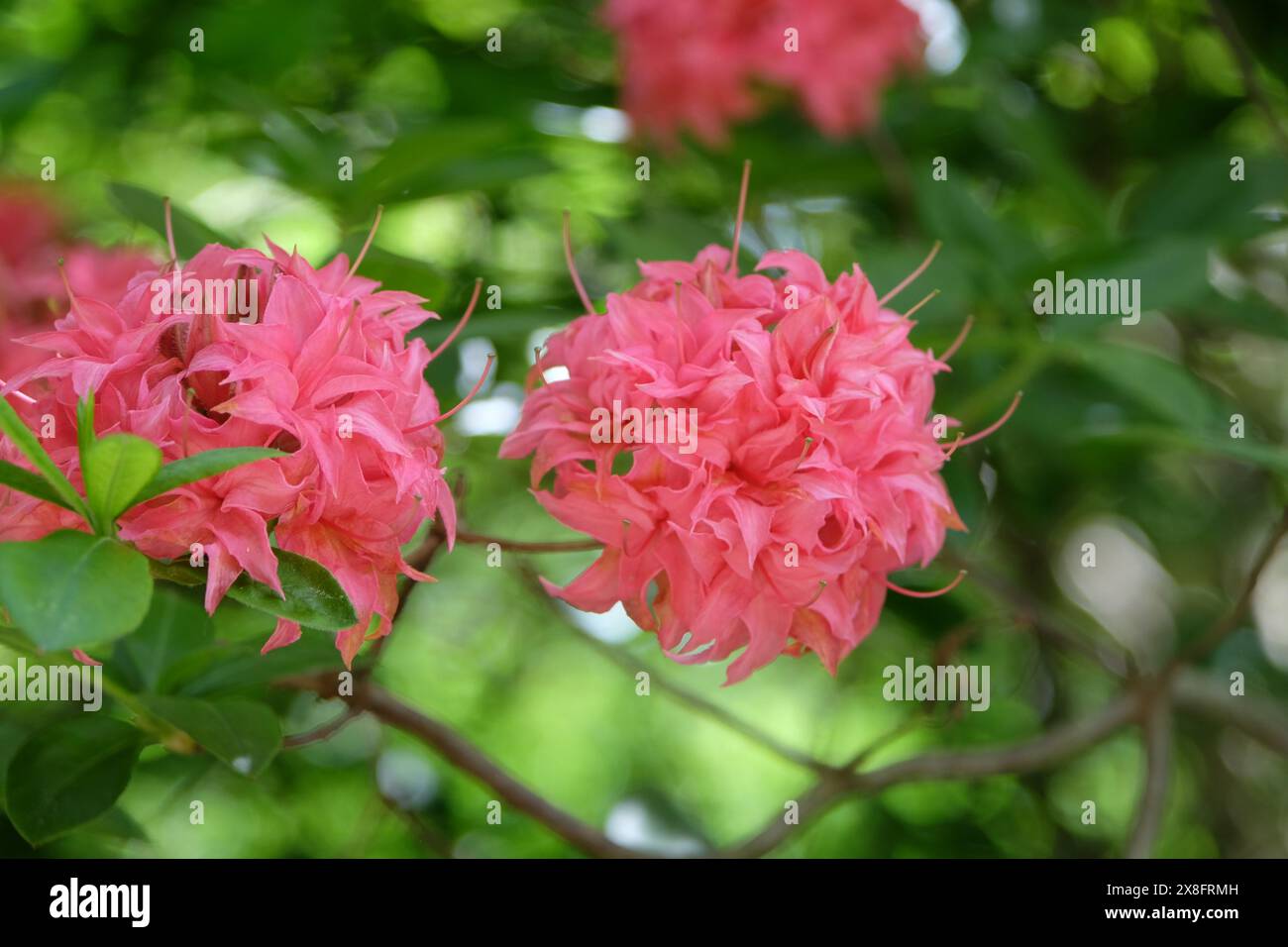 Bright pink Rhododendron ‘Homebush’ in flower Stock Photo - Alamy
