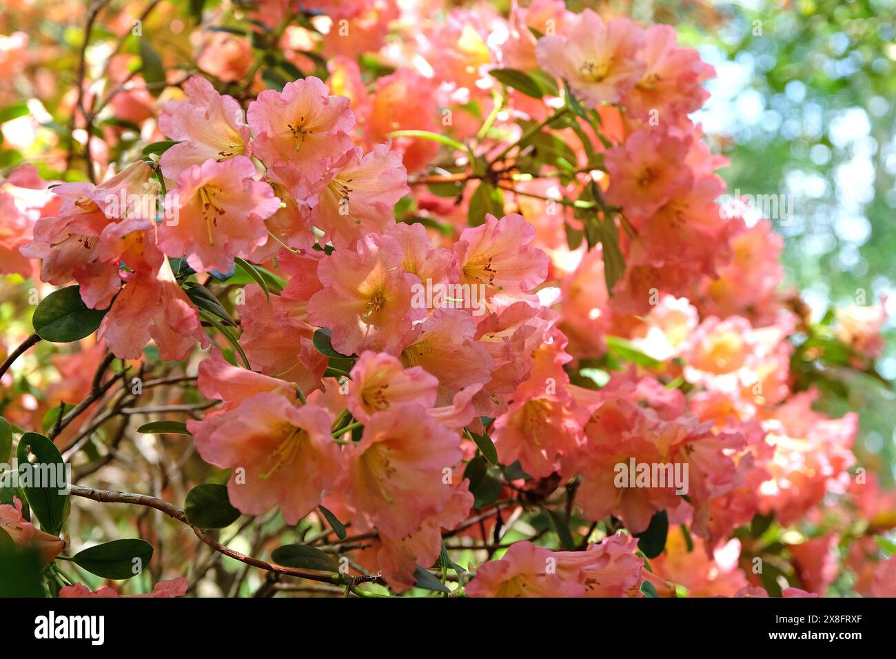 Pink and yellow Rhododendron ‘September Song’ in flower Stock Photo - Alamy