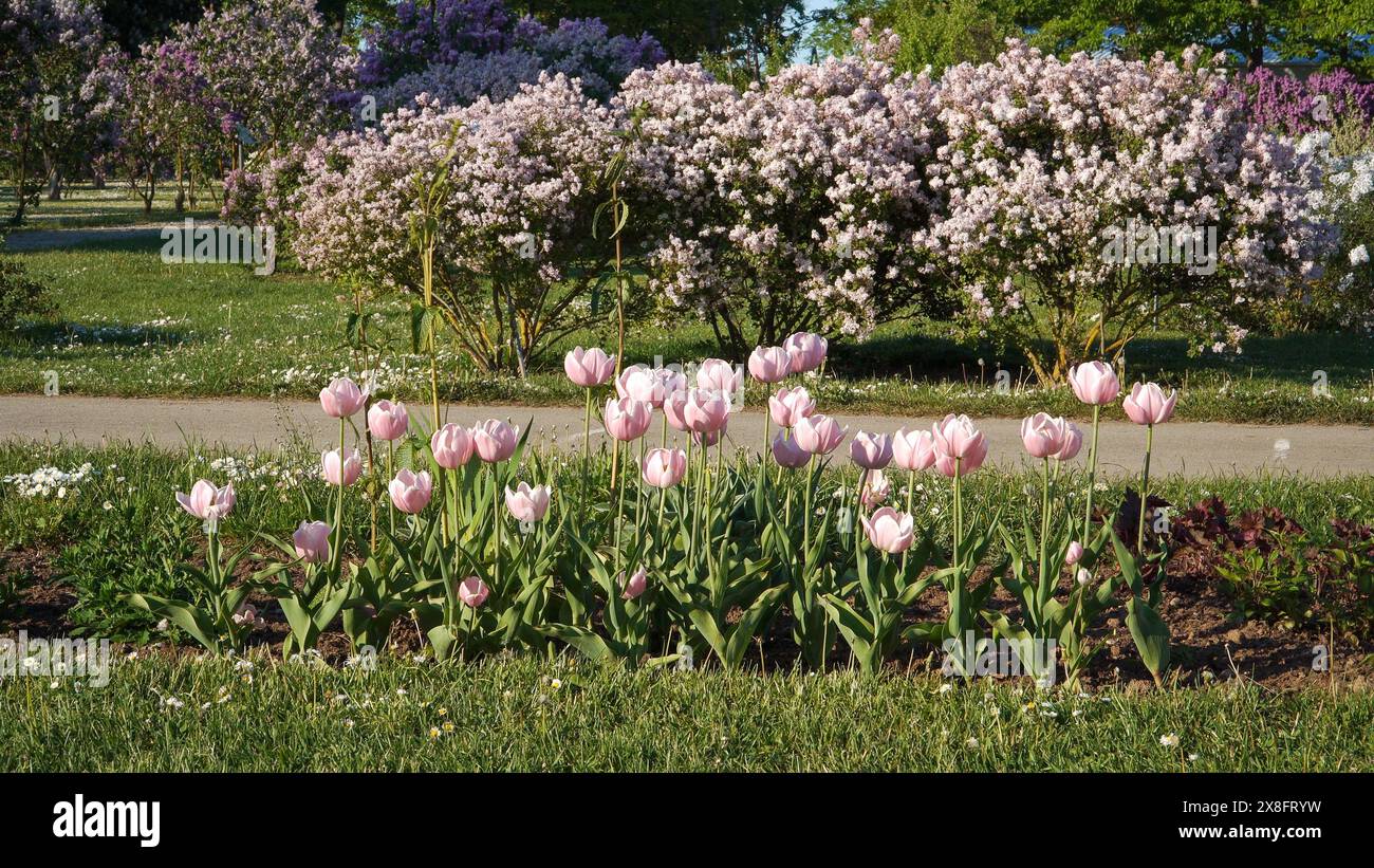 Pink moods in the landscape design of park greenery in plants flowering time - blooming tulips ...