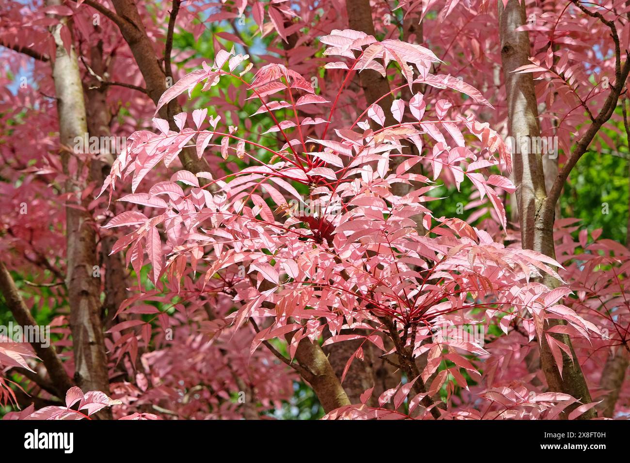 Pink leaves of Toona sinensis ‘Flamingo’, also known as a Chinese Cedar ...