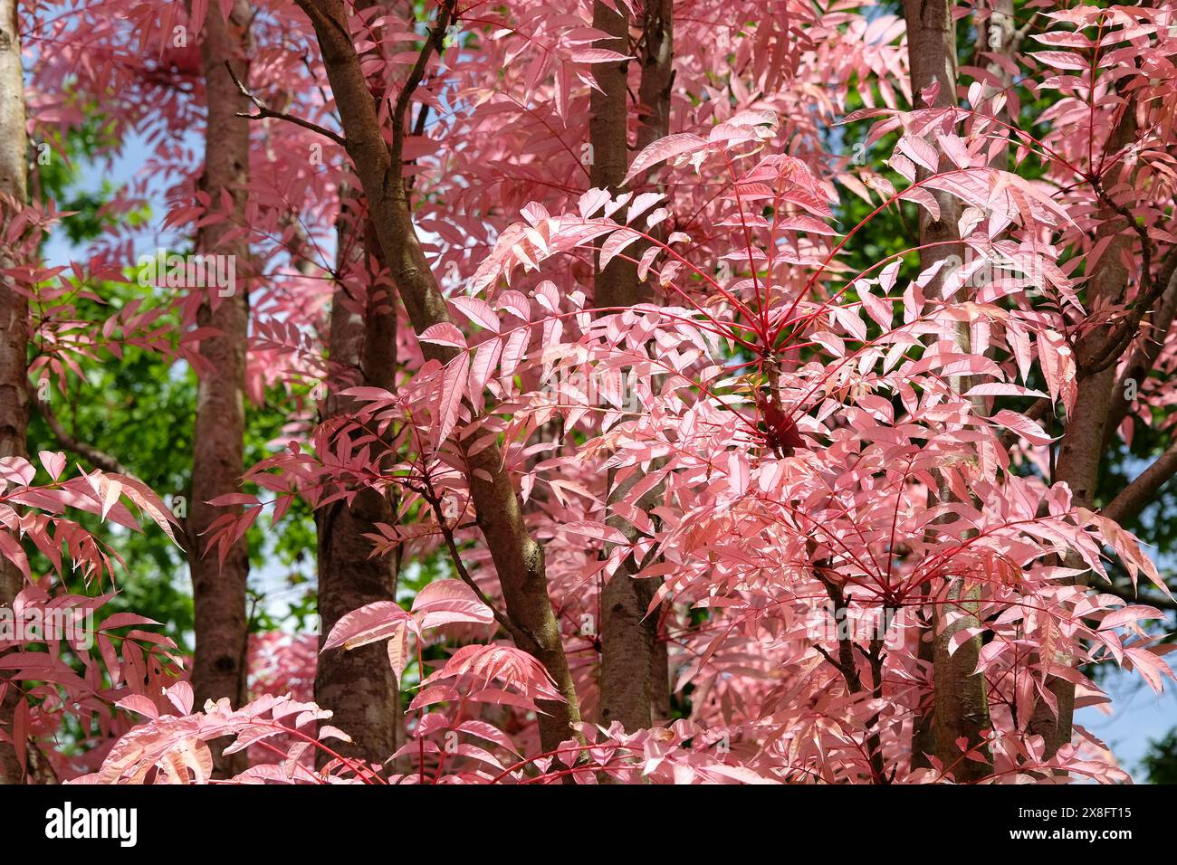 Pink leaves of Toona sinensis ‘Flamingo’, also known as a Chinese Cedar ...