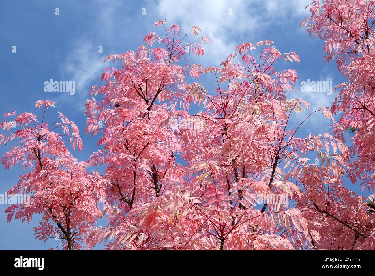 Pink leaves of Toona sinensis ‘Flamingo’, also known as a Chinese Cedar ...
