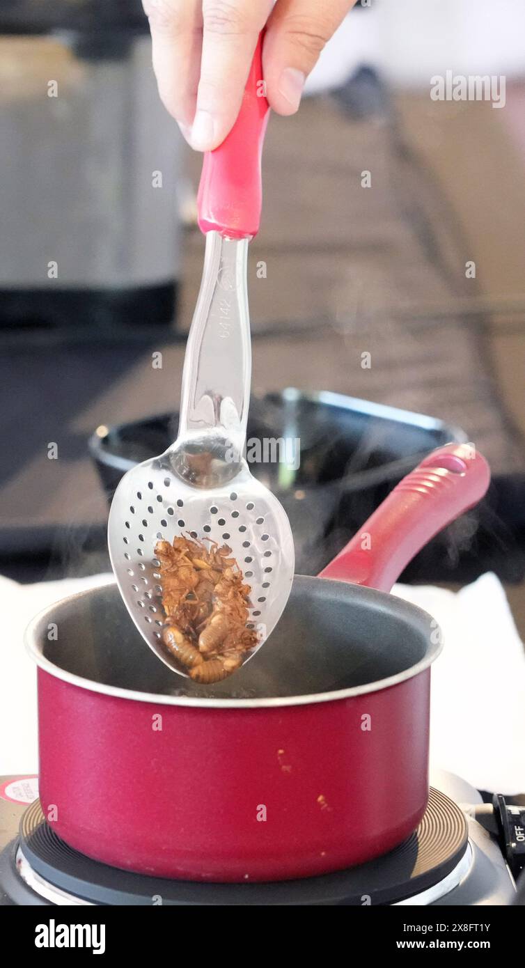 Cicada scampi hi-res stock photography and images - Alamy