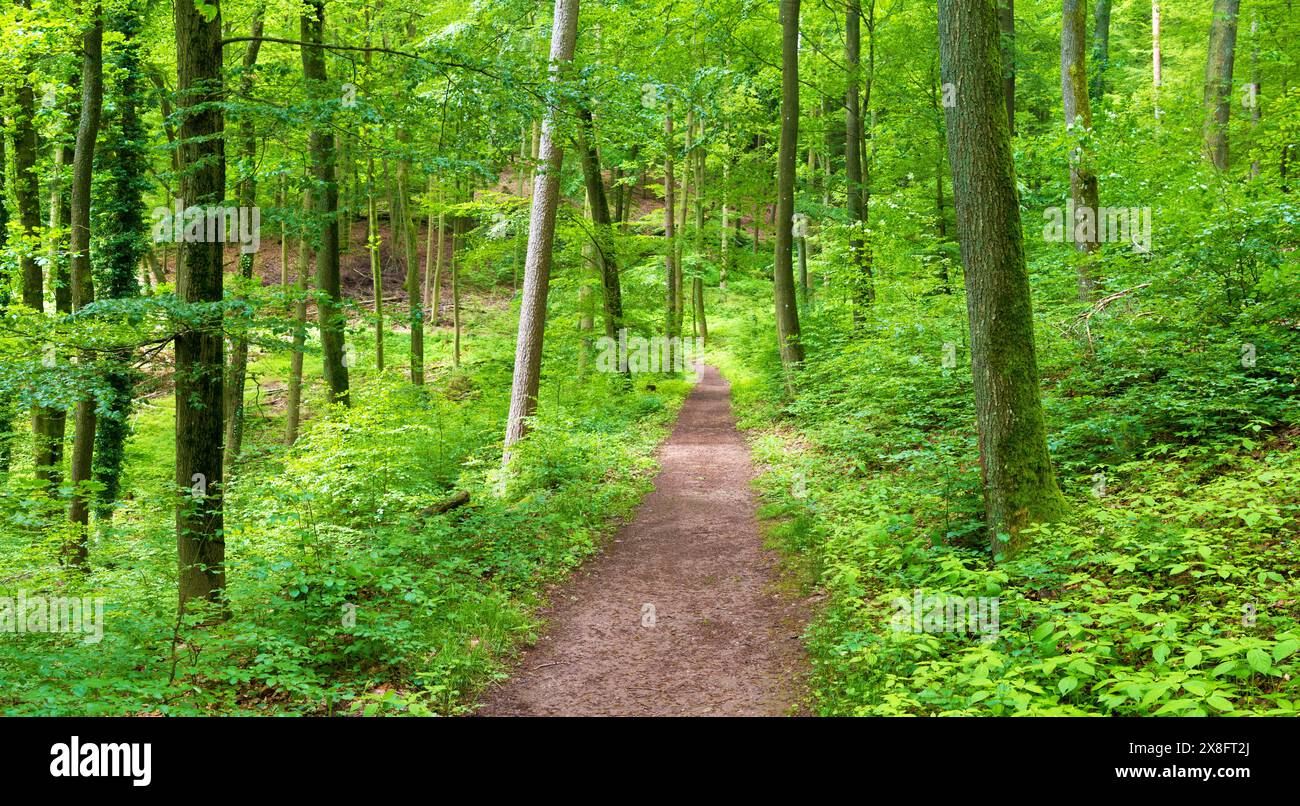 Beautiful forest green trees trail hi-res stock photography and images ...