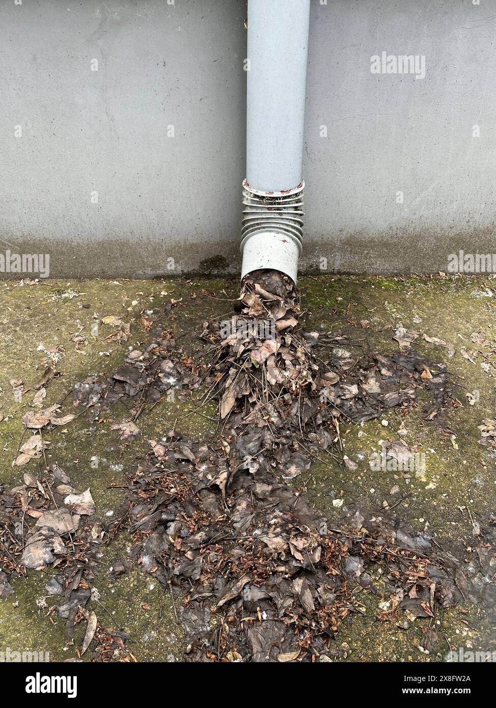 Eaves pipe full of dry leaves Stock Photo - Alamy