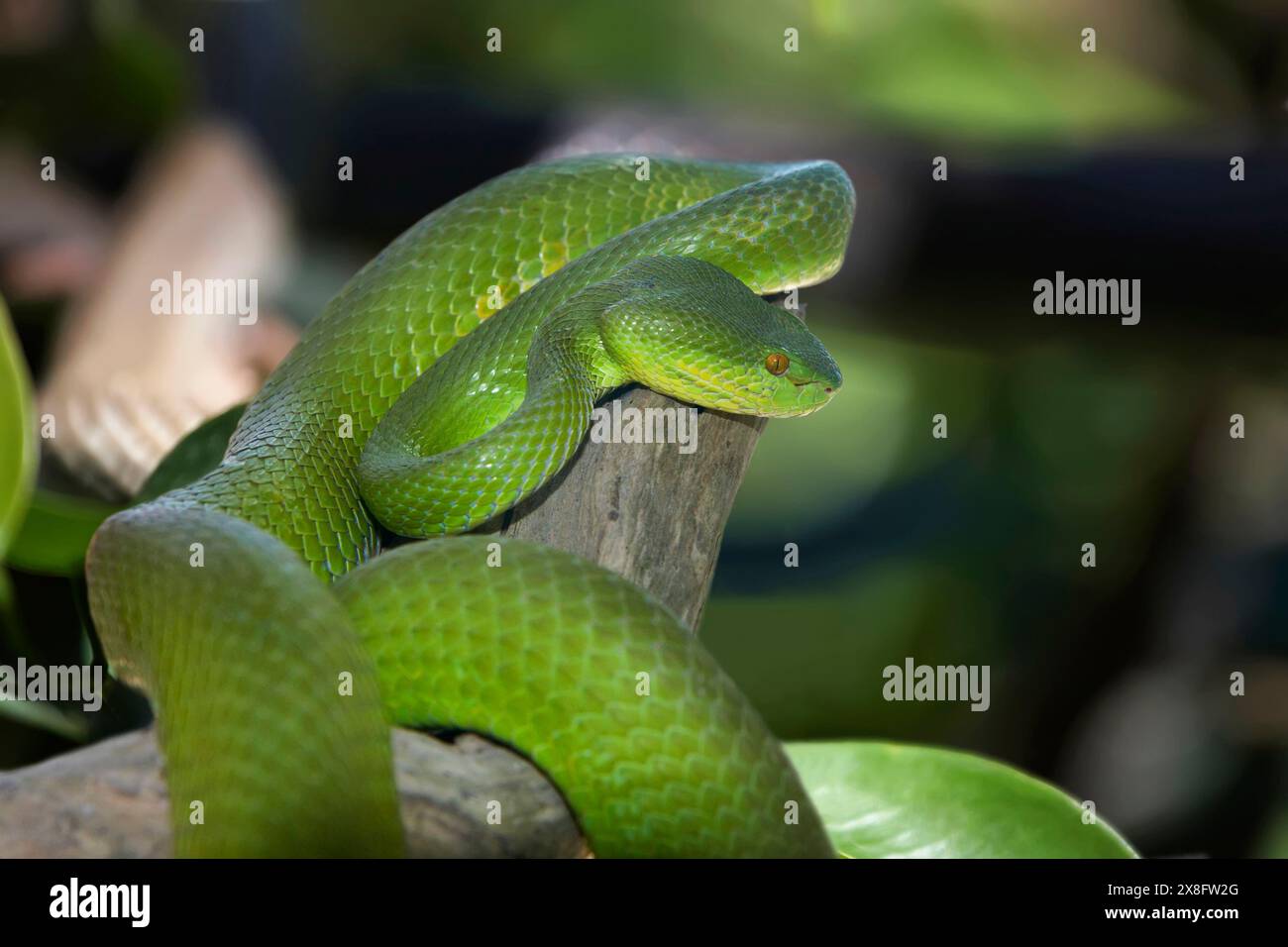 Thailand, Chiang Mai, countryside, Green Pit Viper (Trimeresurus ...