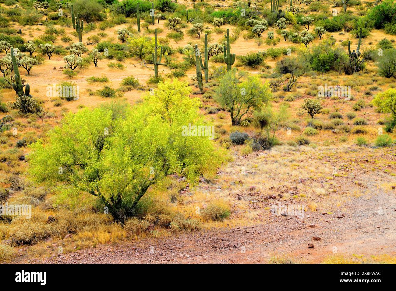 Palo Verde tree Sonora desert spring and in yellow blossom Stock Photo ...