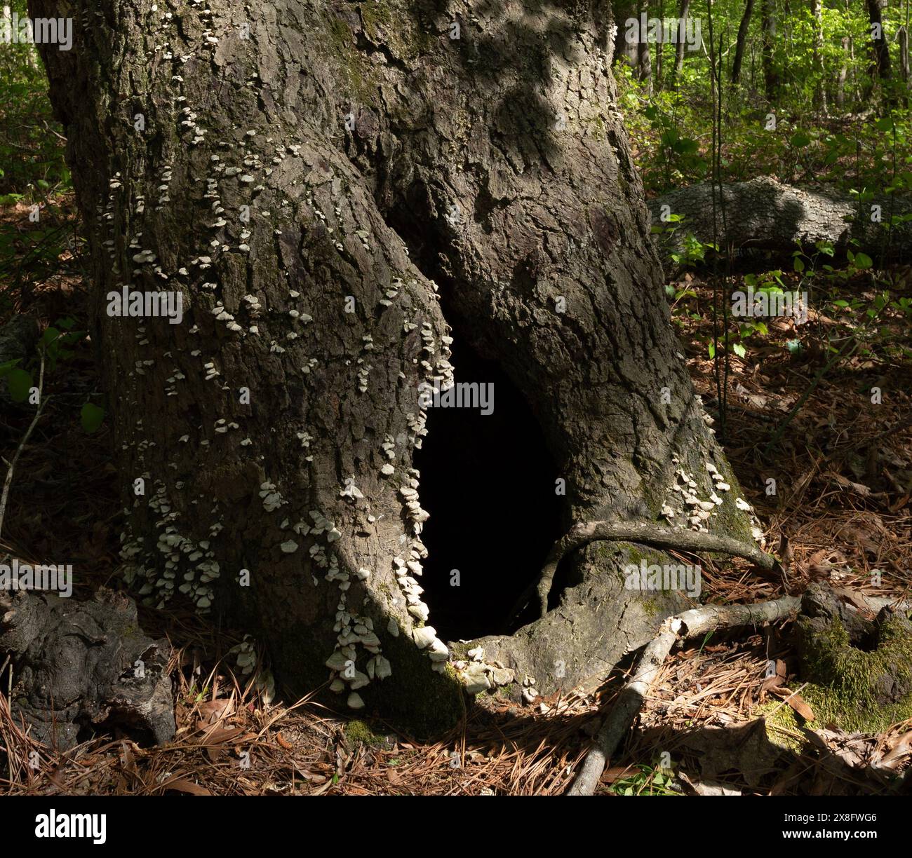 Tree that is large and alive near Jordan Lake in North Carolina with a ...