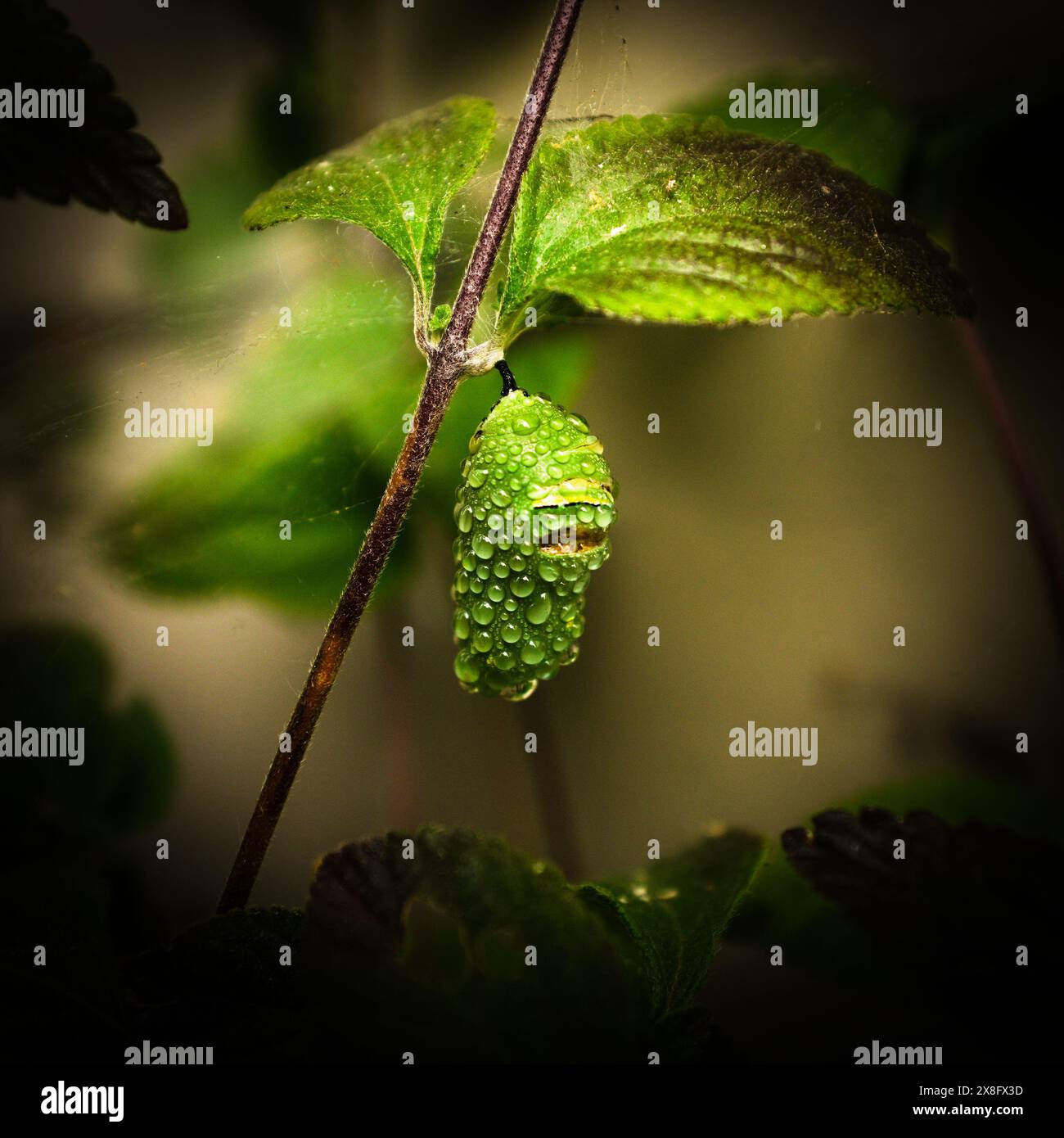 A Monarch butterfly chrysalis in late stages of development from ...