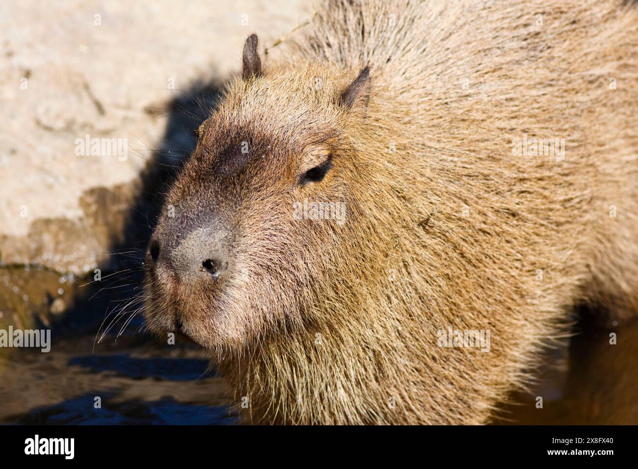 Thailand, Chang Mai, Chang Mai zoo, Capybara (Hydrochaeris hydrochaeris ...
