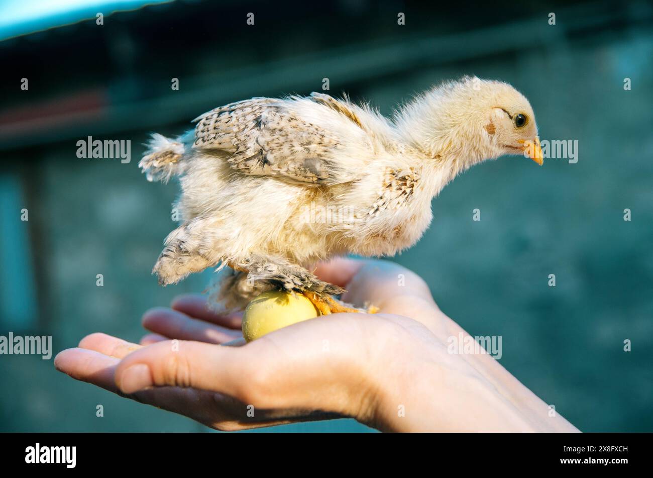 Chicken egg in human hi-res stock photography and images - Alamy