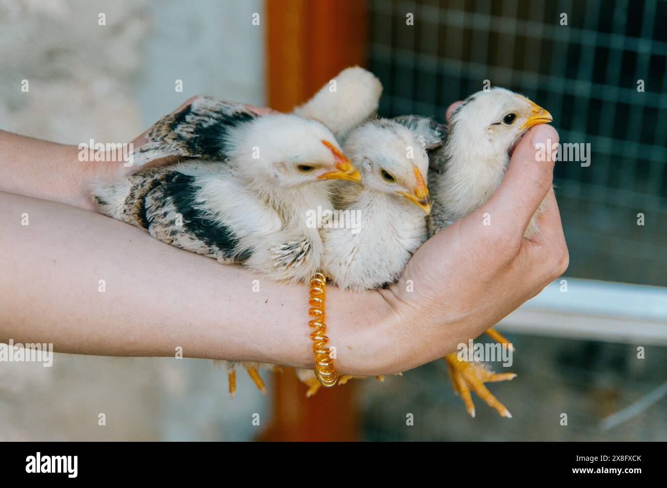 Human hands holding baby chickens Stock Photo - Alamy