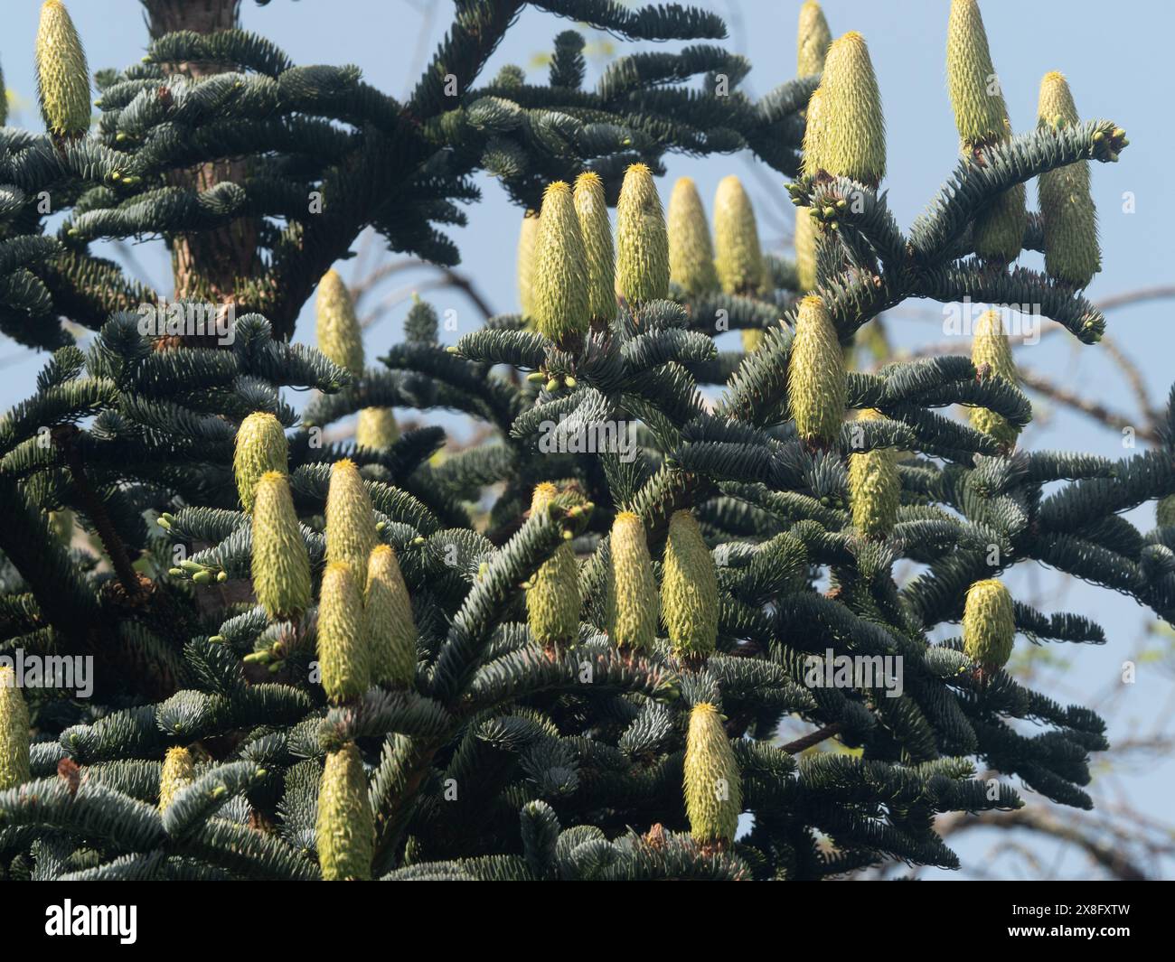 Decorative female cones like upright candles on the silvery branches of ...