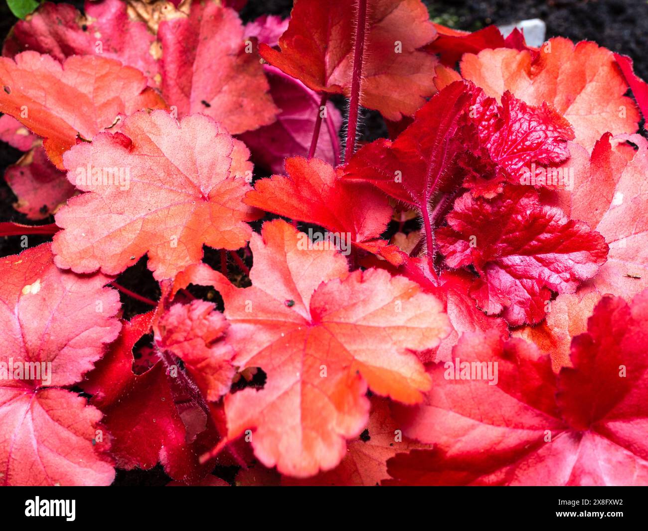 Coppery red foliage of the hardy evergreen perennial, Heuchera 'Forever ...