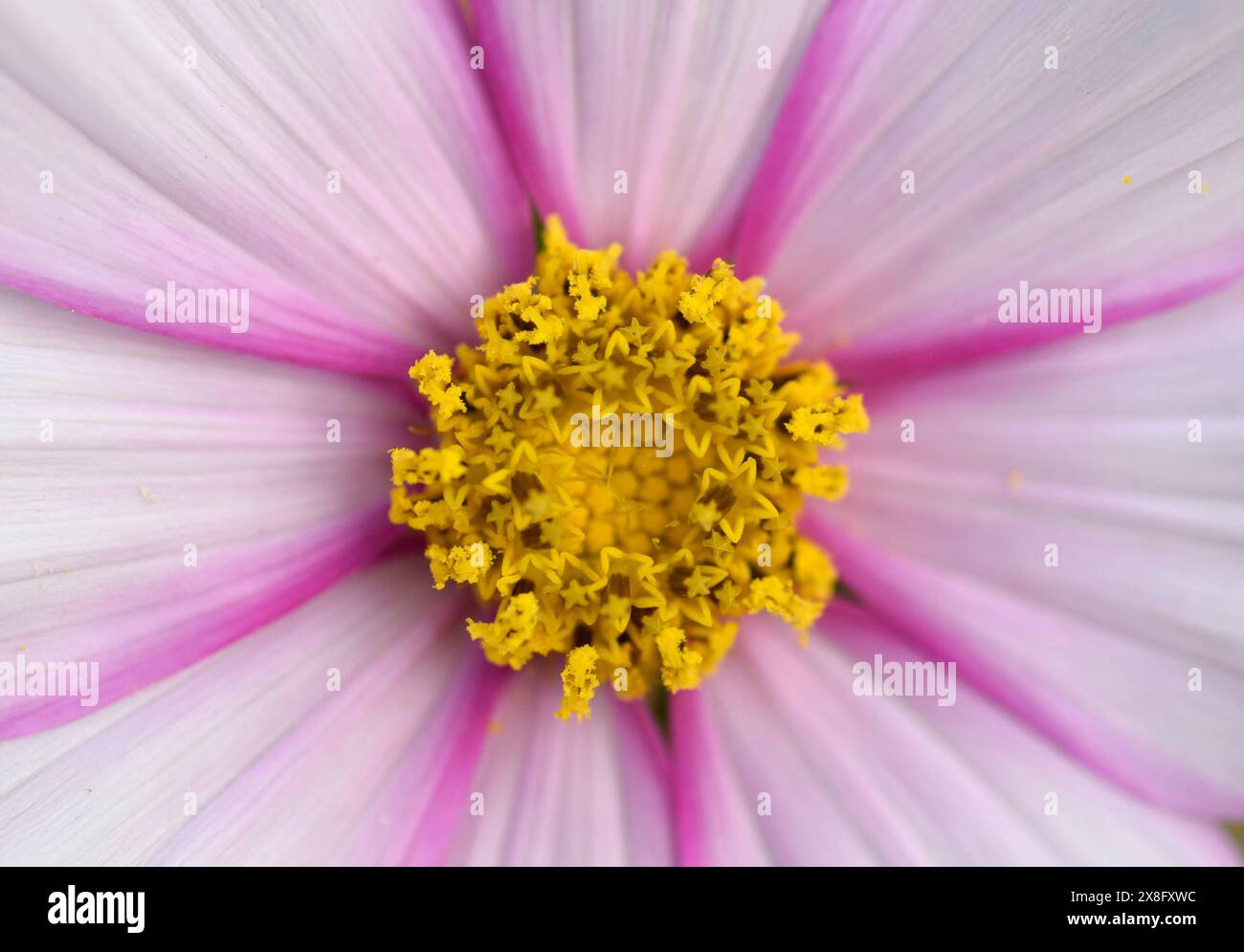 Cosmos backdrop hi-res stock photography and images - Alamy
